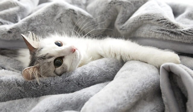 Jepang Ciptakan Seprai Kucing 'Neko Feel' yang Super Lembut: Seperti ...