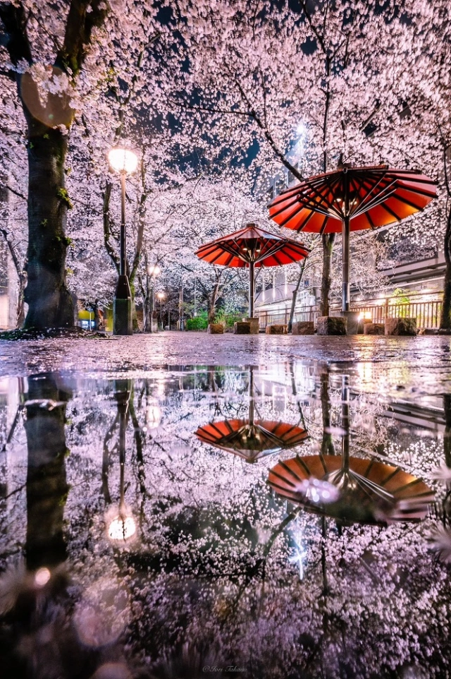 Kian Menakjubkan Kala Hujan, Potret Bunga Sakura di Kyoto Ini Sayang ...